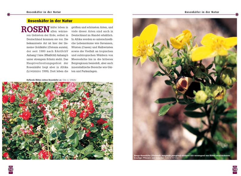 The african rose chafer | Zoo Roco