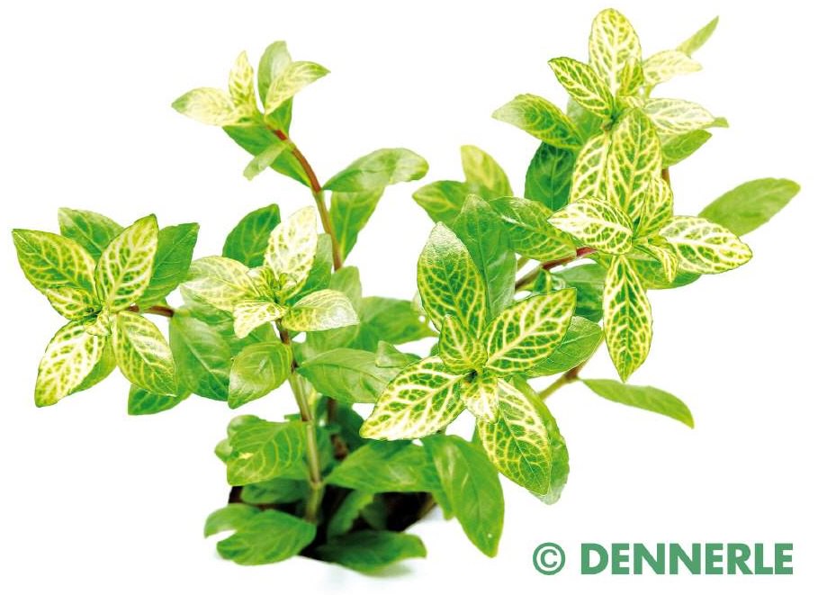 Hygrophila polysperma Sunset - Ind. Wasserfreund | Zoo Roco